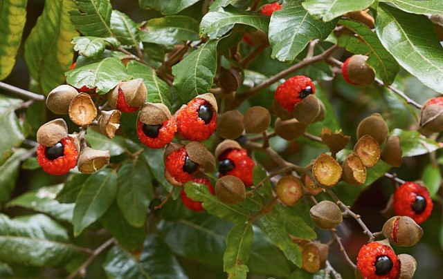 DISCOVERING TIKANGA MAORI HAIR TRADITIONS – colleen